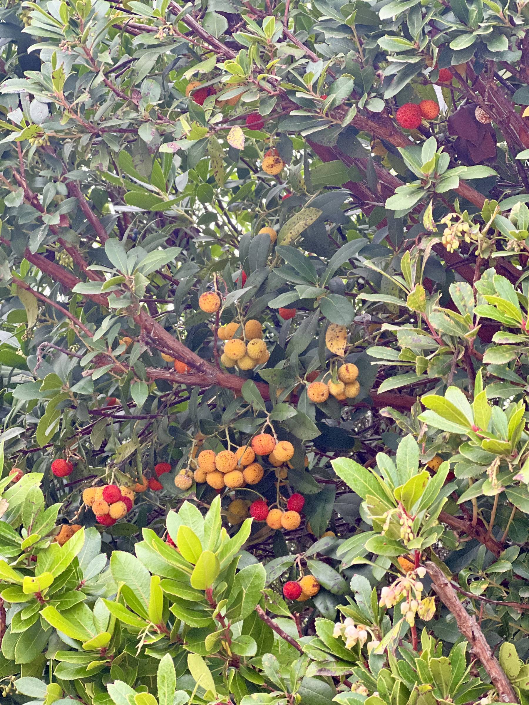 Strawberry Tree Jam (Corbezzolo Jam) - Let's Go Tomato